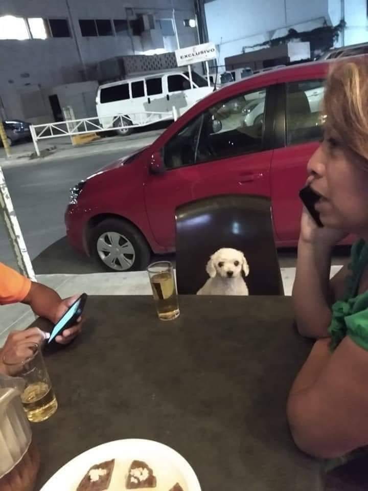 Who Let the Dogs Out?