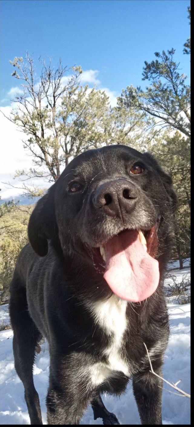 Like It or Not, It’s a Dog’s World