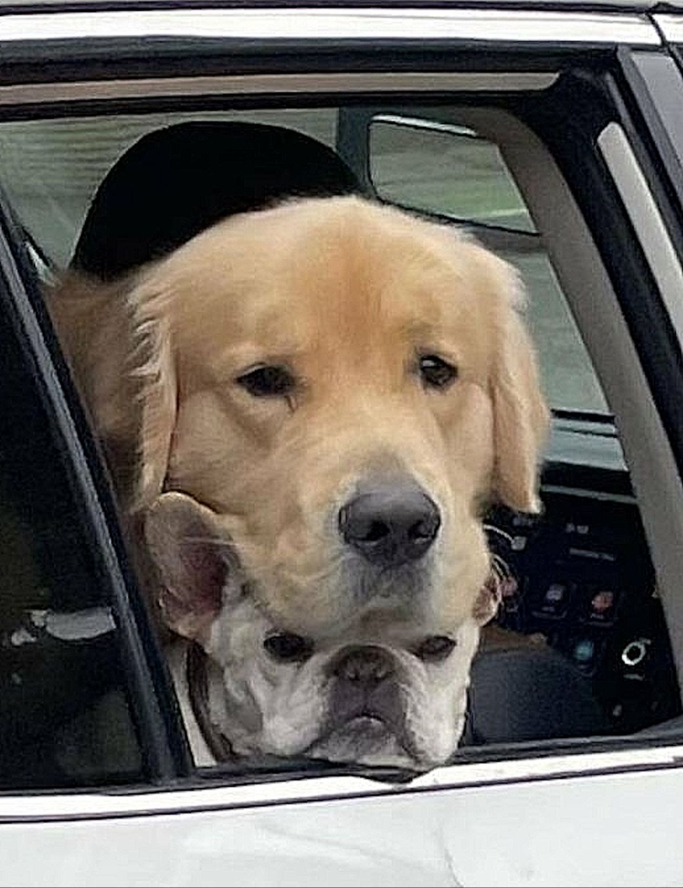 Like It or Not, It’s a Dog’s World