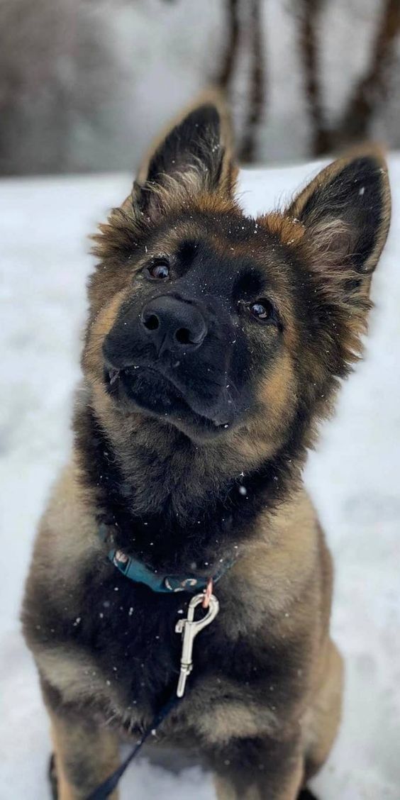 Who Let the Dogs Out?