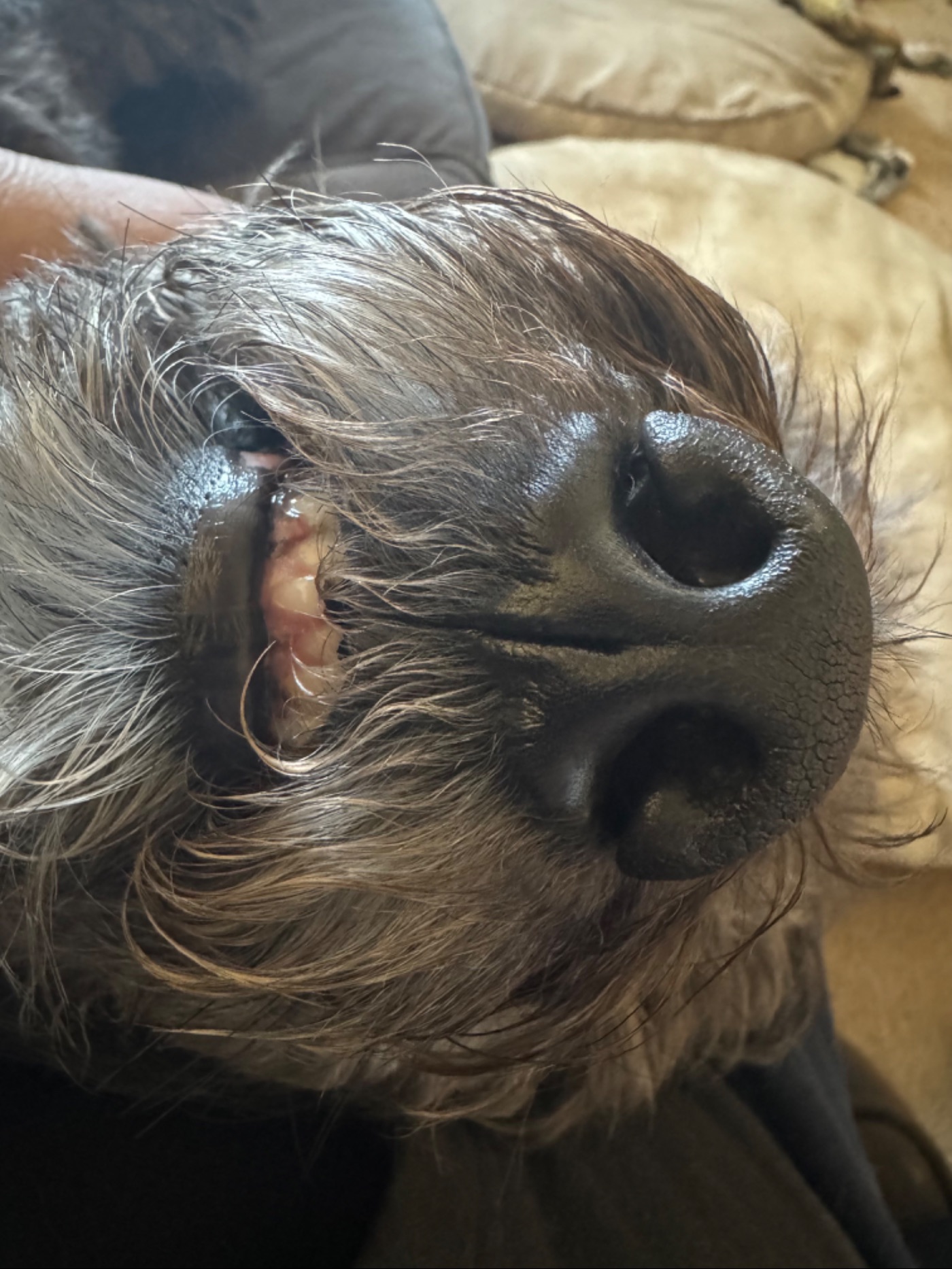 It’s a Dog’s World and We Love It