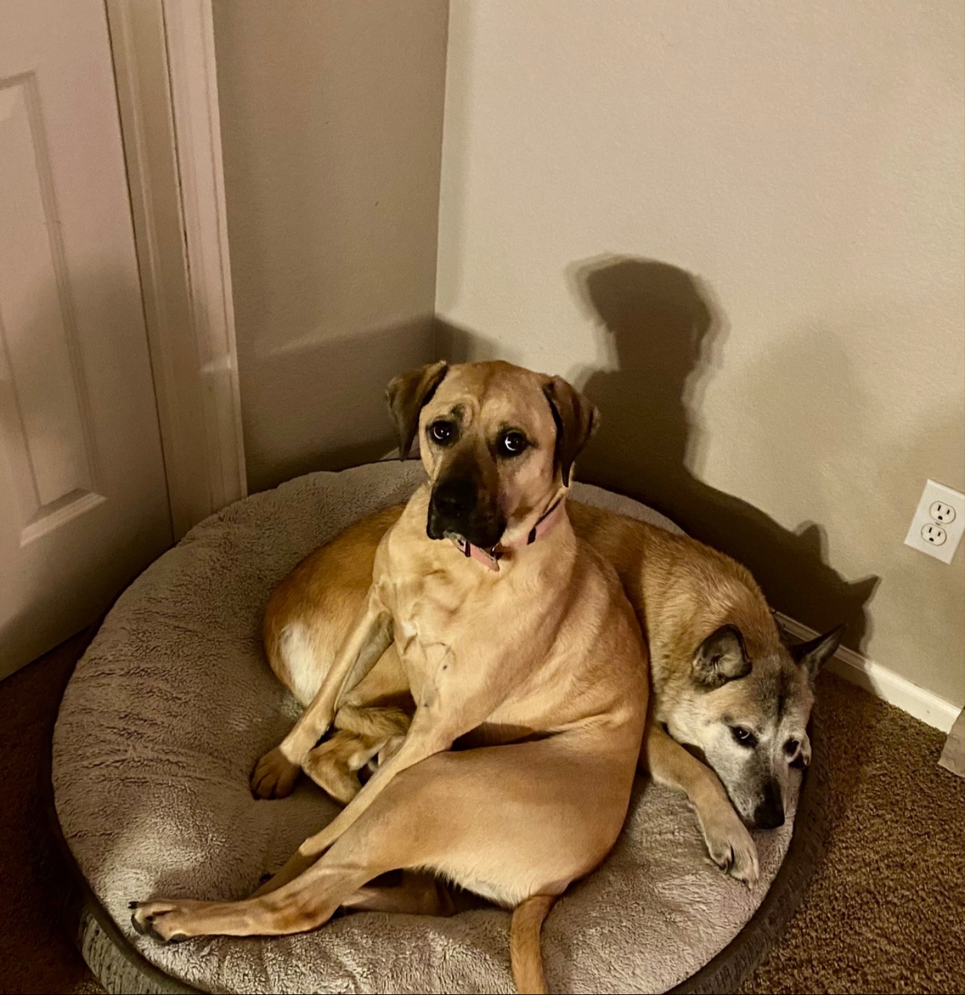 Who Let the Dogs Out?