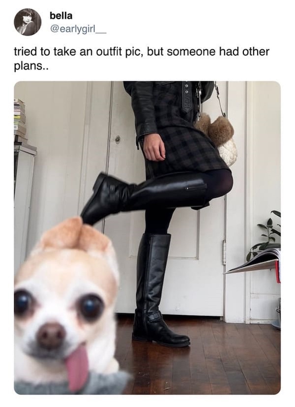 Funny animals are a pillar of the web. Fight us!!