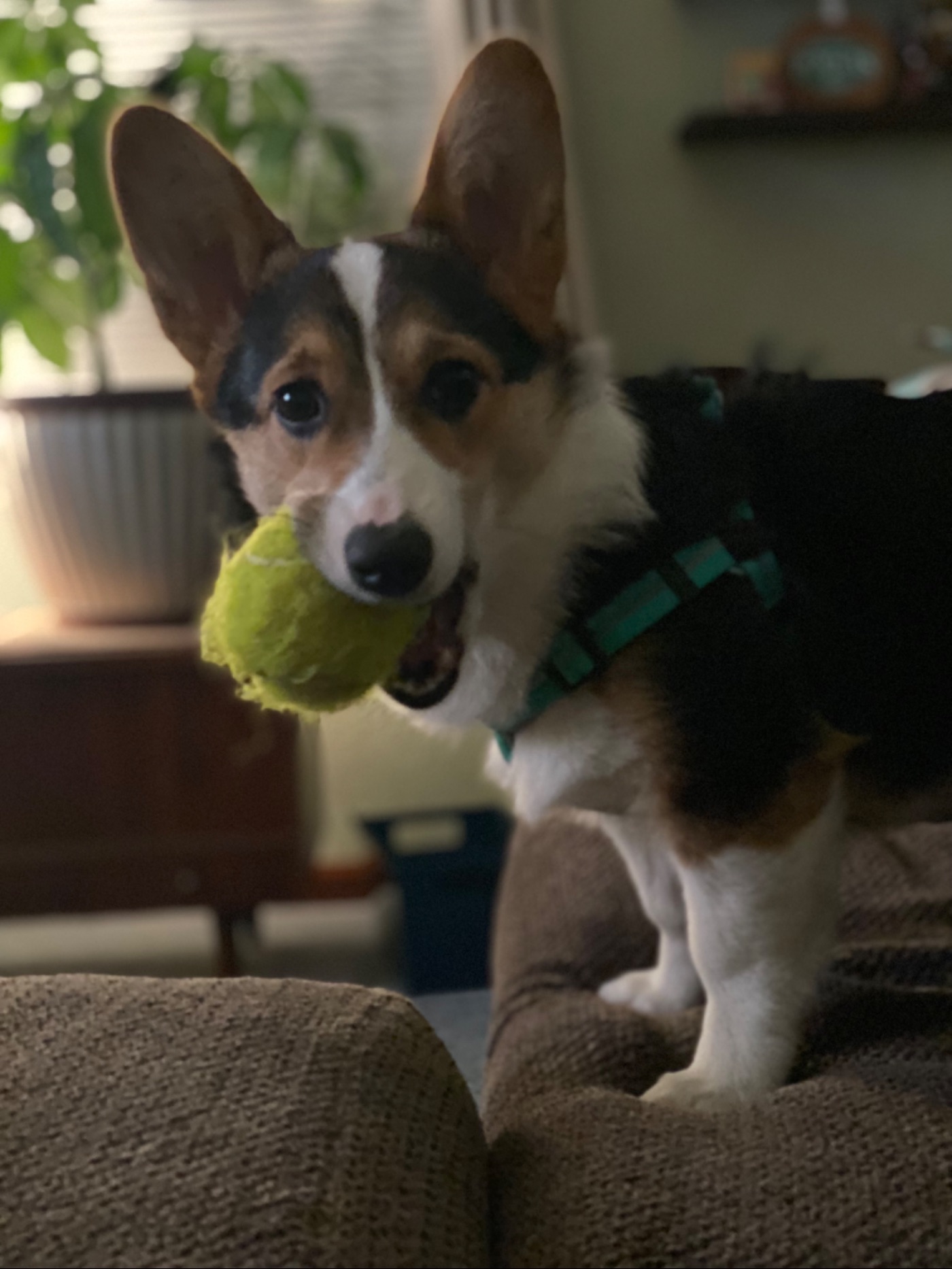 Who Let the Dogs Out?