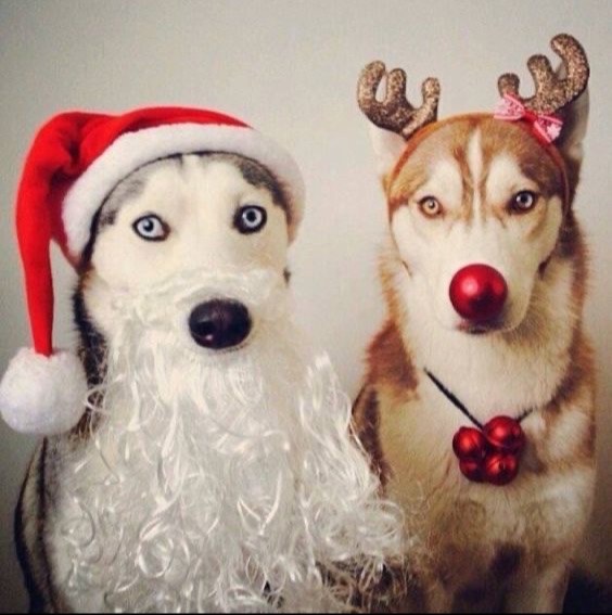 Who Let the Dogs Out?