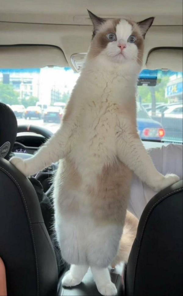 The Cats Are in Charge Today