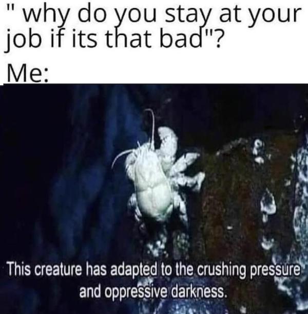 Cheesy Memes Funny Morning Work Sucks Photos New Best Captions 2024