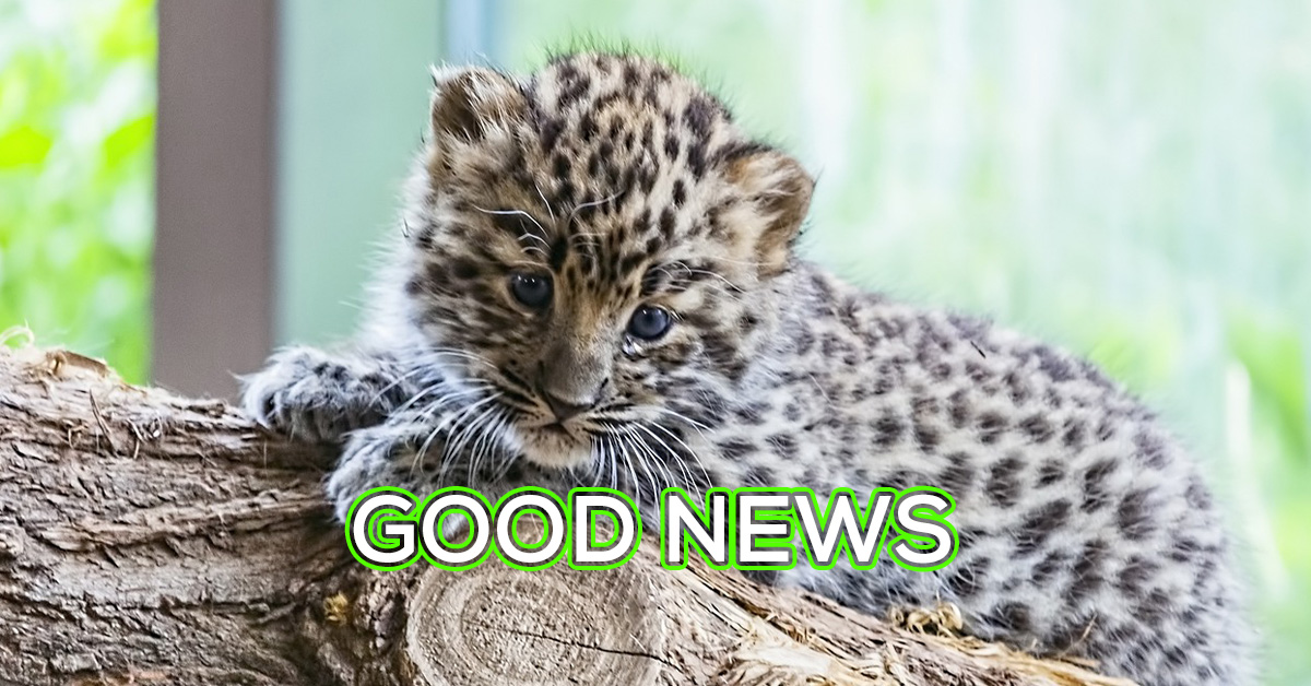 Sh!tty day? How about some good news PLUS cute animals?