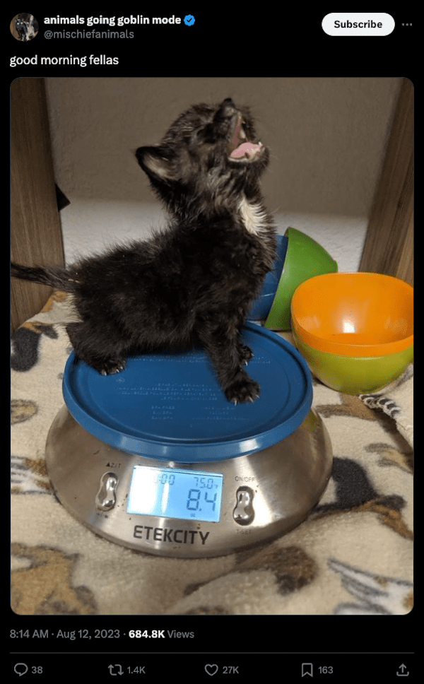 Mischievous animals no owner could stay mad at