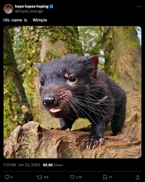Mischievous animals no owner could stay mad at