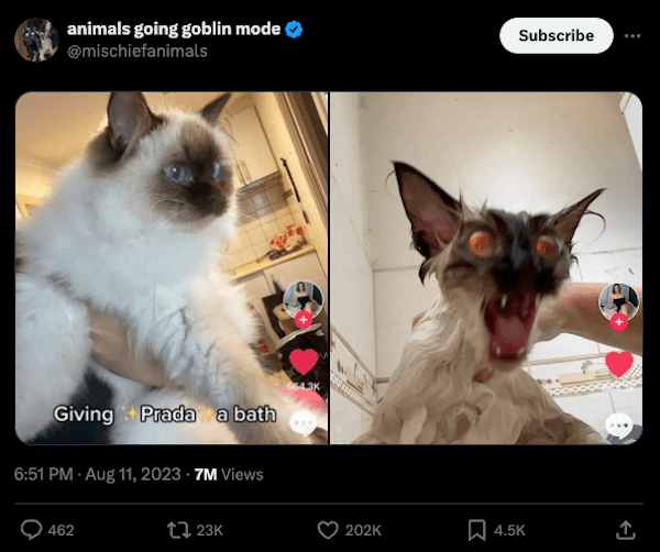 Mischievous animals no owner could stay mad at