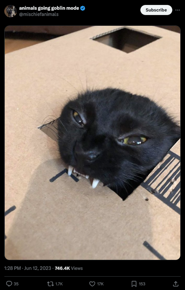 Mischievous animals no owner could stay mad at