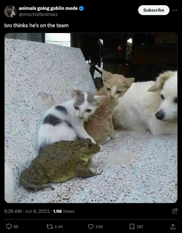 Mischievous animals no owner could stay mad at