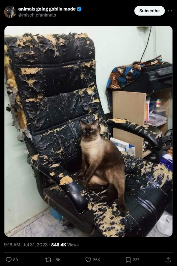 Mischievous animals no owner could stay mad at