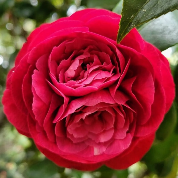 Plants mutated to insanely cool, borderline creepy, lengths