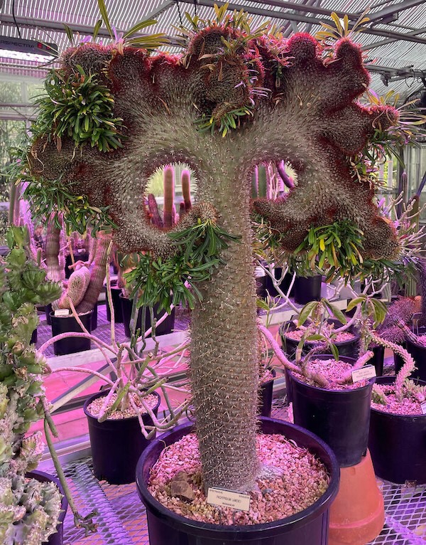 Plants mutated to insanely cool, borderline creepy, lengths