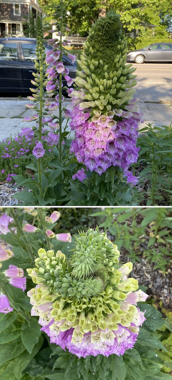 Plants mutated to insanely cool, borderline creepy, lengths