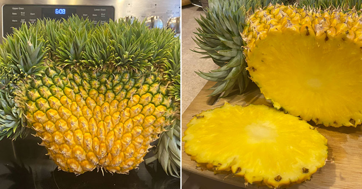 Plants mutated to insanely cool, borderline creepy, lengths