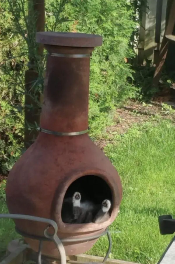 The Cats Are in Charge Today