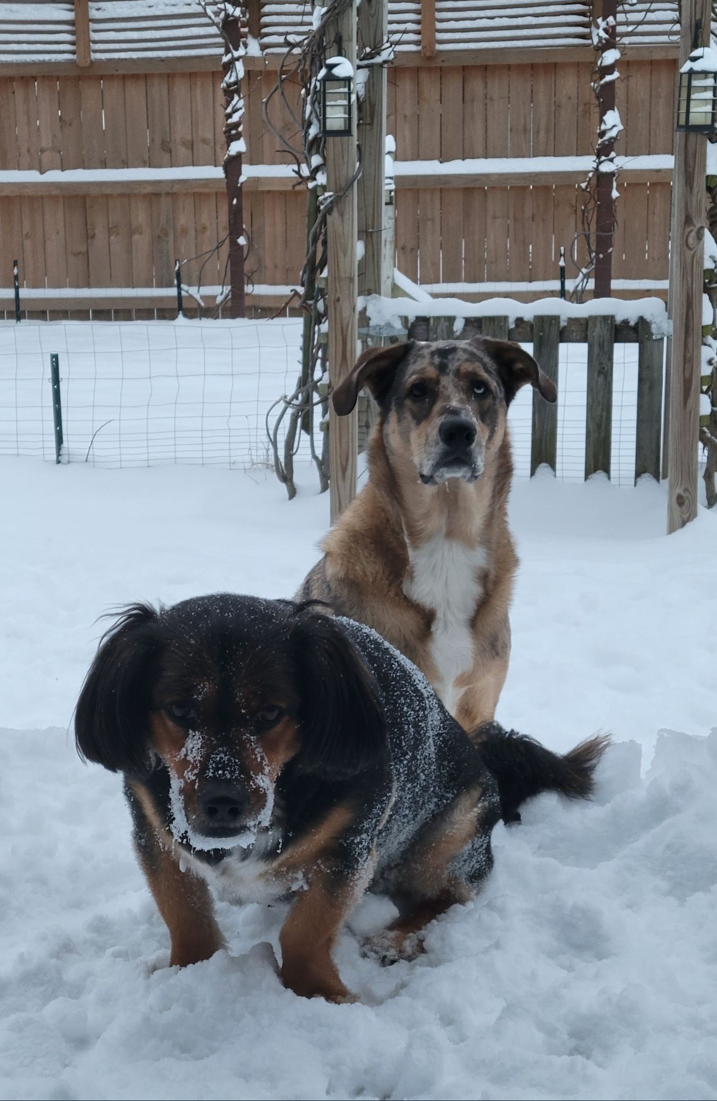 Who Let the Dogs Out?