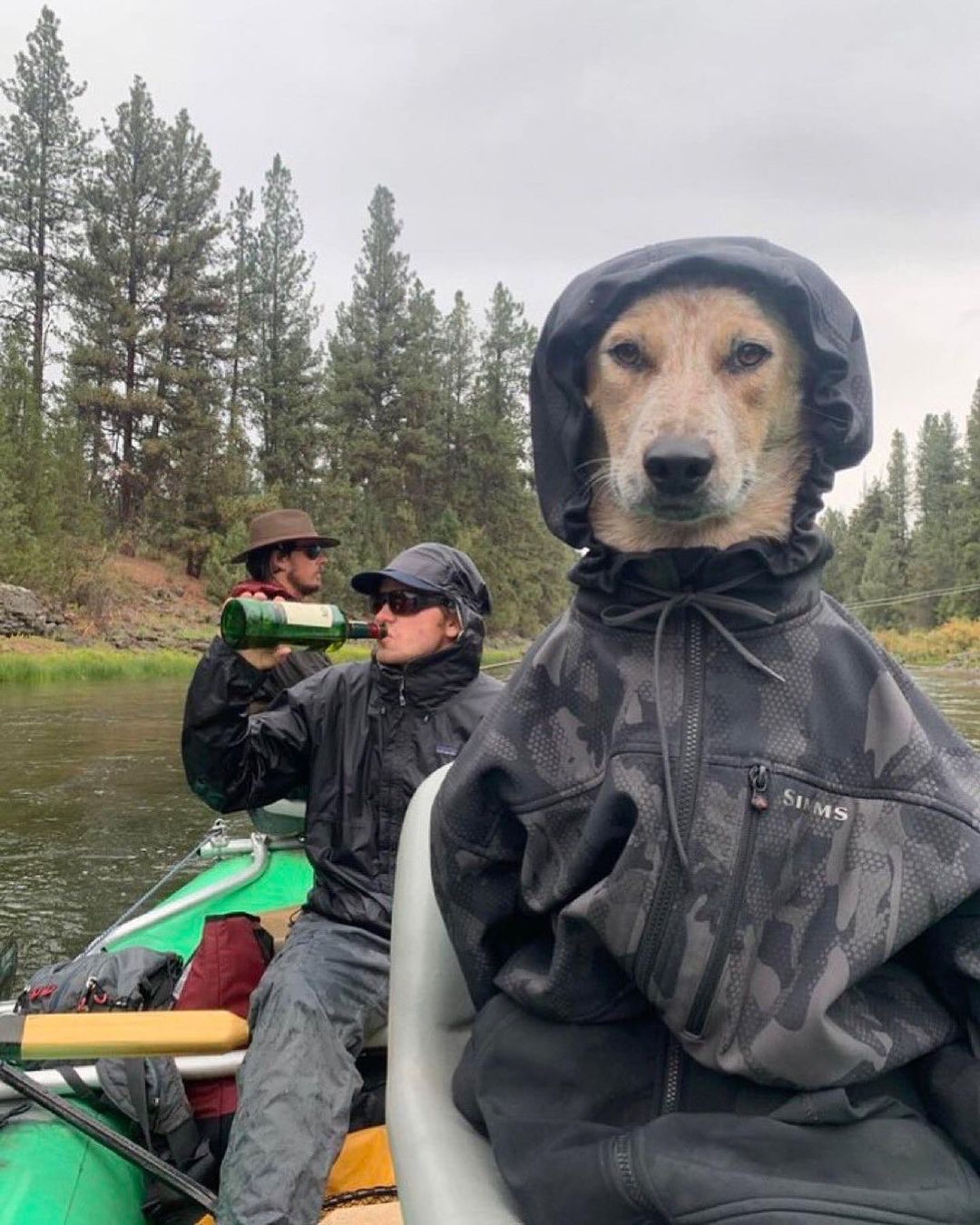 Who Let the Dogs Out?