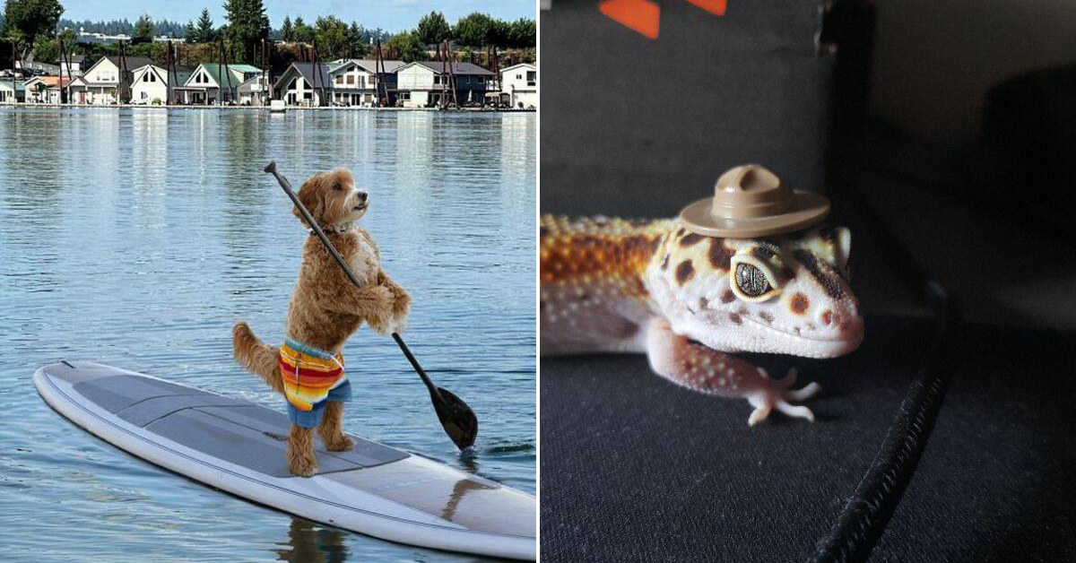 Funny Animal Pictures | Funny Pet Videos - theCHIVE