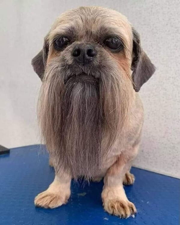 Say It With Me: Dogs Are Awesome