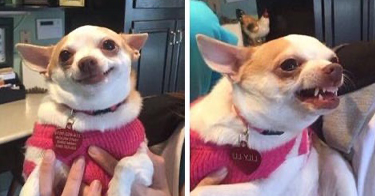 Funny Animal Pictures | Funny Pet Videos - theCHIVE