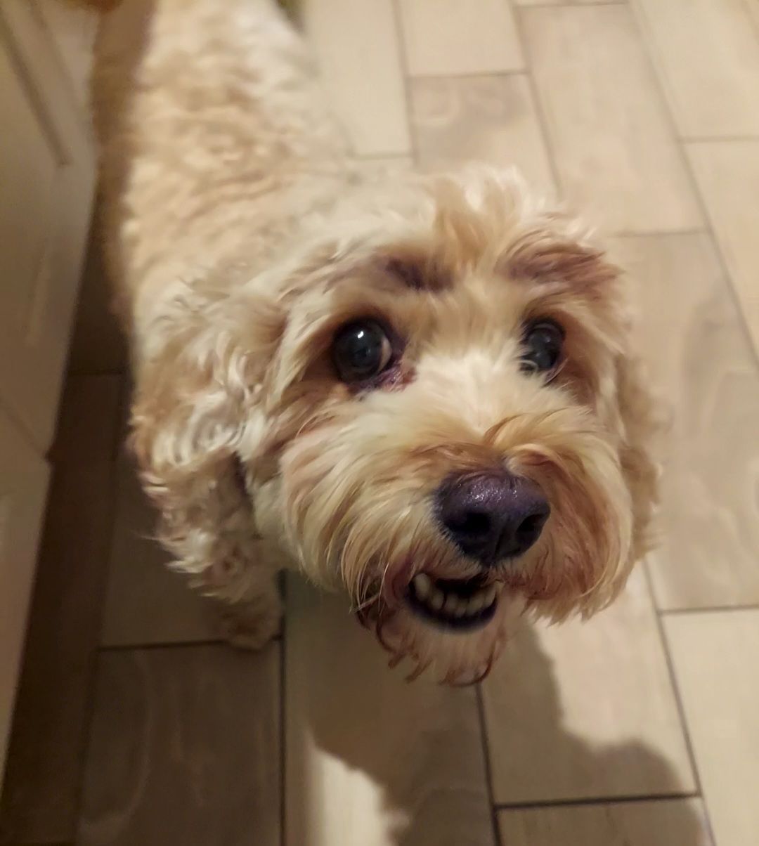 Who Let the Dogs Out?