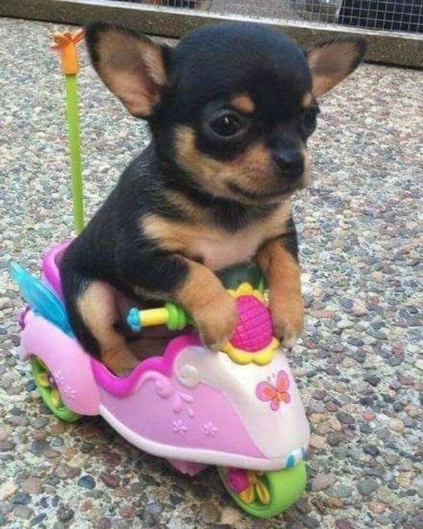 Funny animals are a pillar of the web. Fight us!!