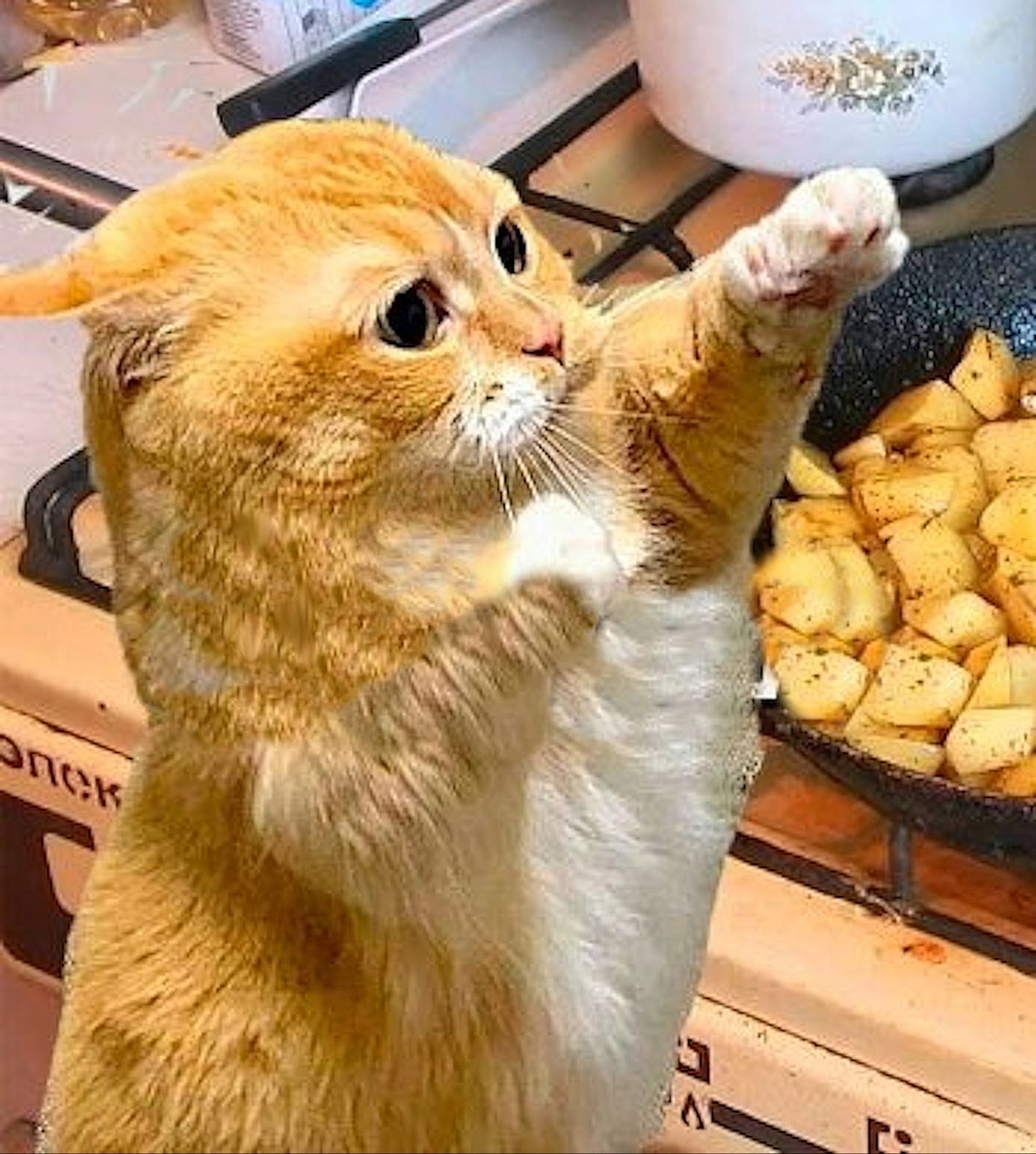 The Cats Are in Charge Today