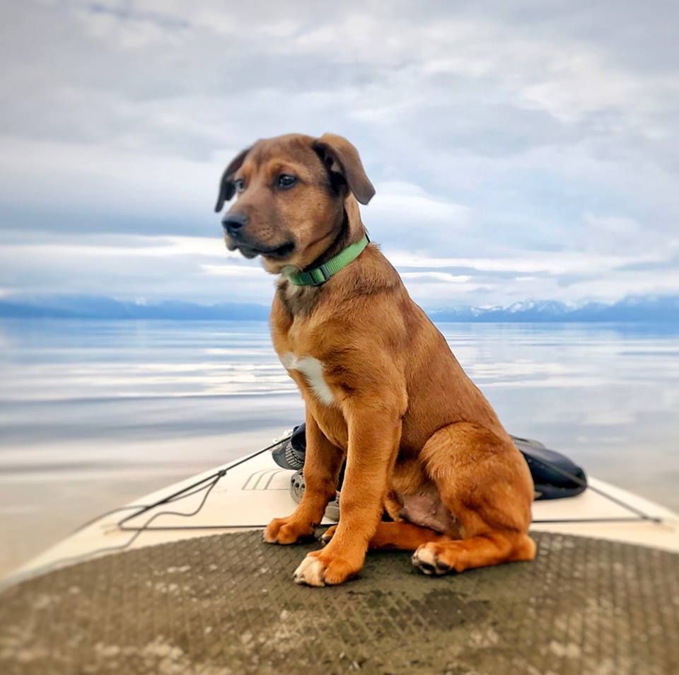 Like It or Not, It’s a Dog’s World