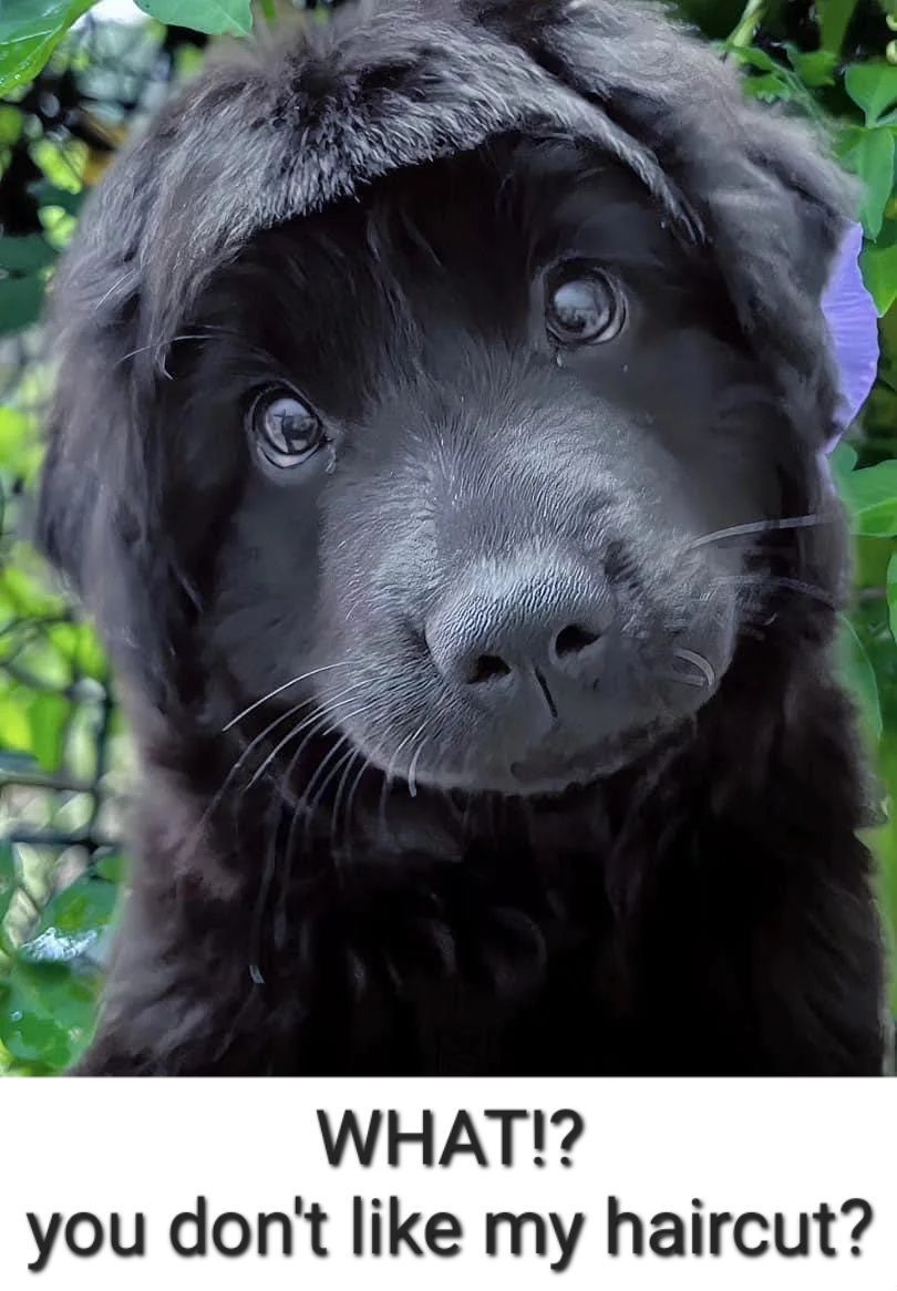 Who Let the Dogs Out?