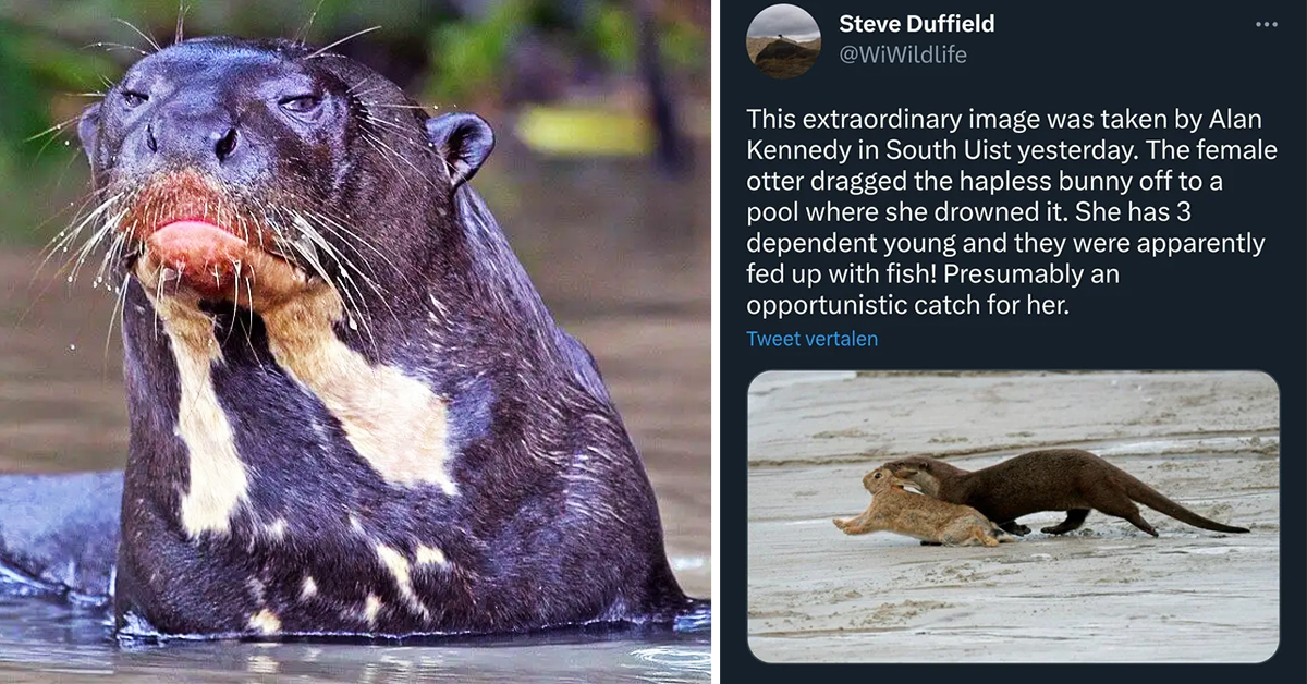 Otter facts proving the mammals are both chaotic and cute