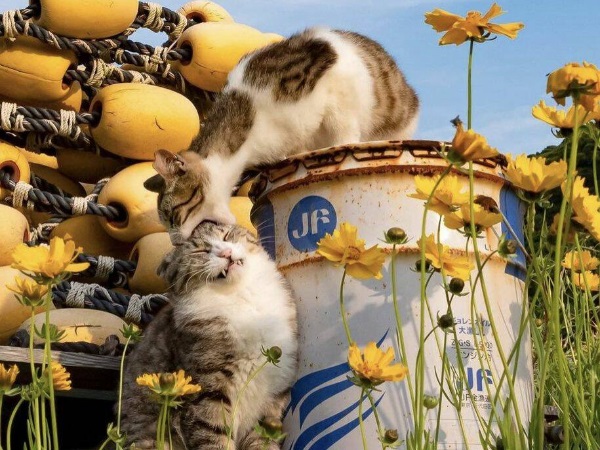 The Cats Are in Charge Today