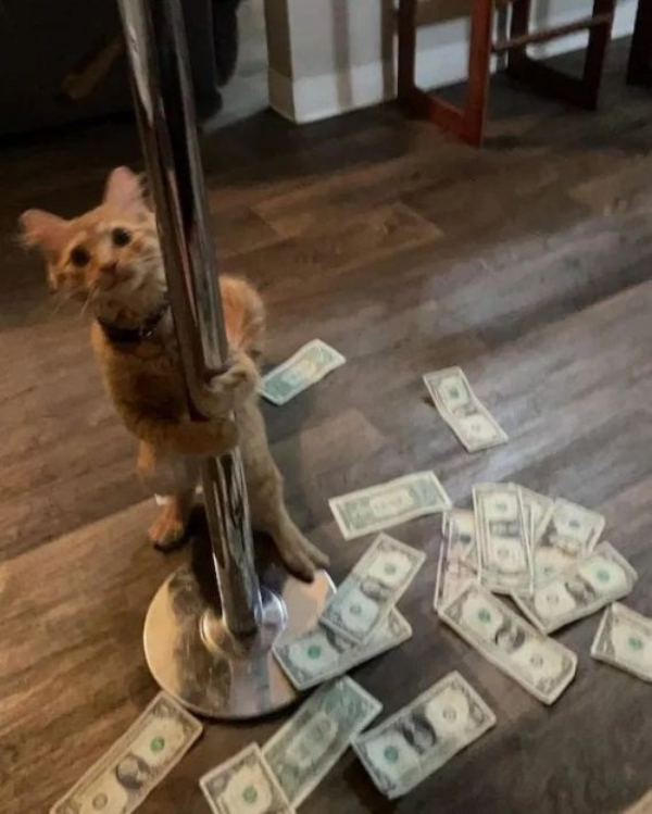 The Cats Are in Charge Today