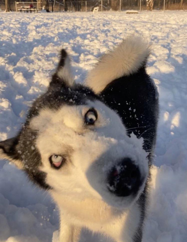 Dogs forgetting how to dog are an adorable mess