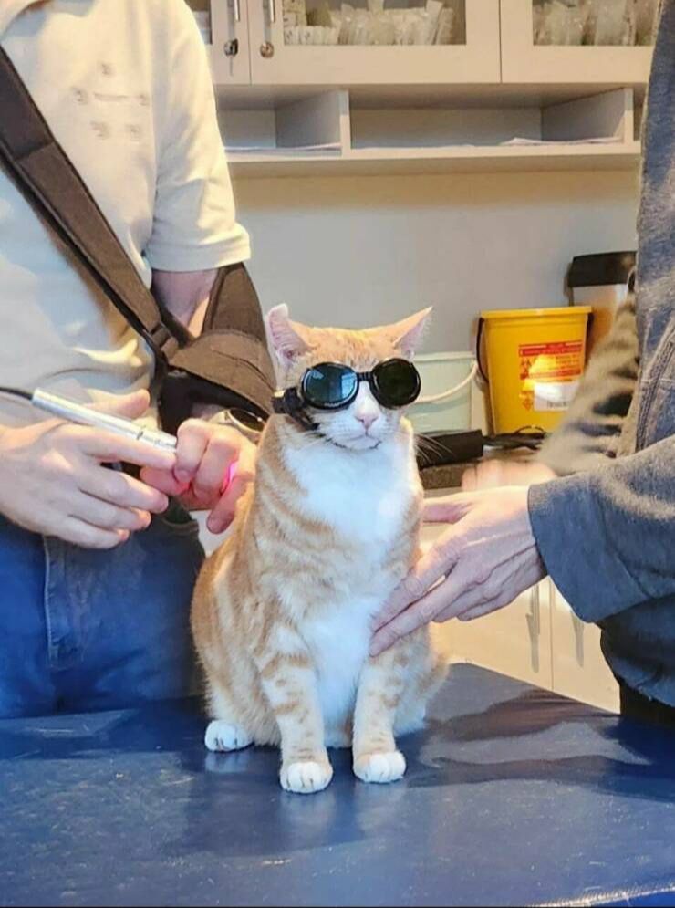 Full Steam Ahead! The Cats Are Here!