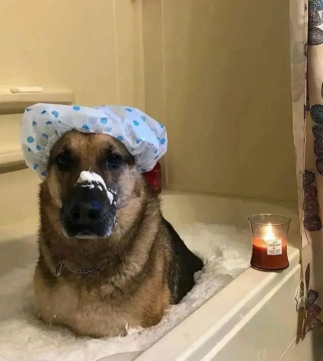 Dogs Are Awesome
