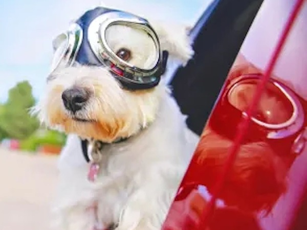 Dogs Are Awesome