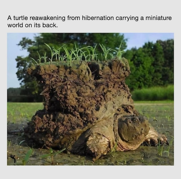 Animals + Memes = A great way to close out the week