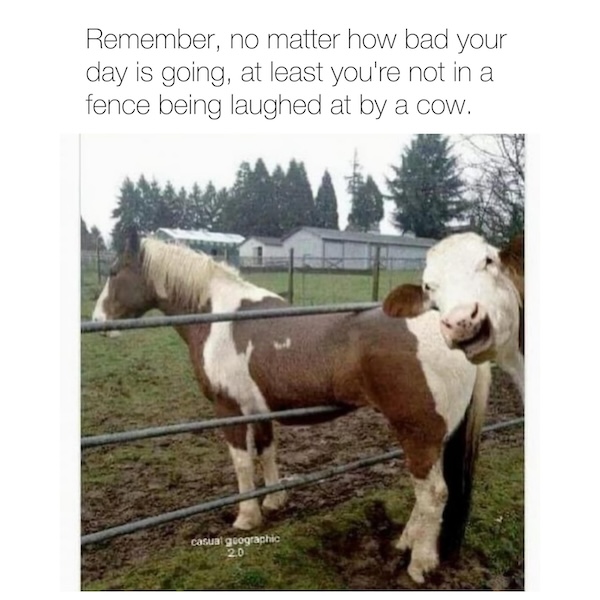 Animals + Memes = A great way to close out the week