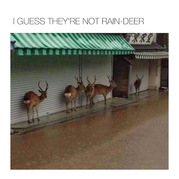 Animals + Memes = A great way to close out the week