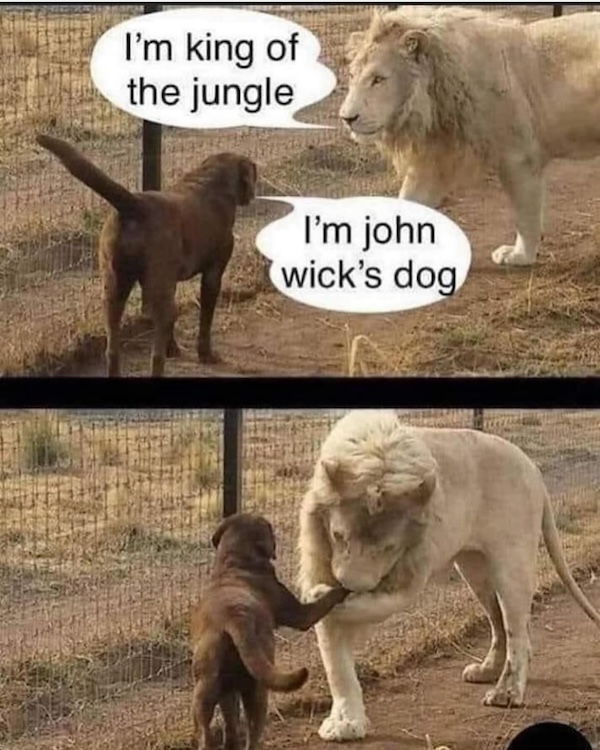 Animals + Memes = A great way to close out the week