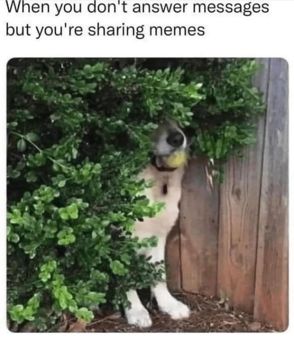 Animals + Memes = A great way to close out the week