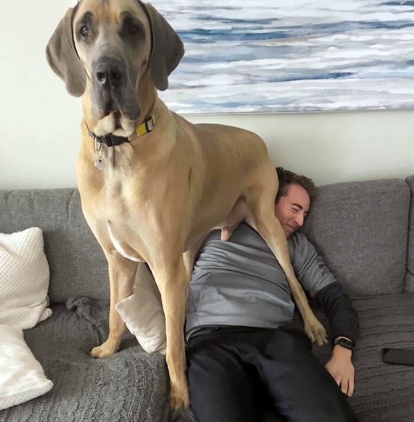 Dogs who are absolute beasts among us