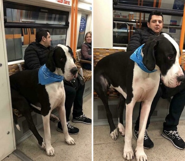 Dogs who are absolute beasts among us