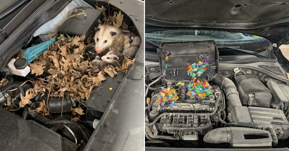 Car mechanics have seen some strange s*** at the auto shop