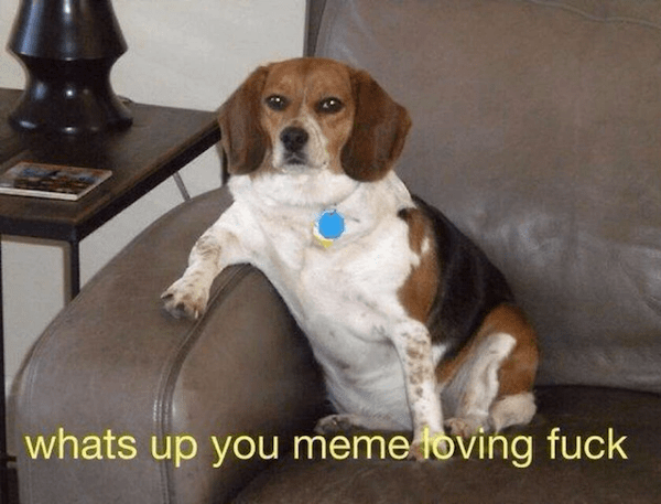 Logic-LESS Memes of Stupid yet Funny Wis-Dumb Photo Captions New 2024