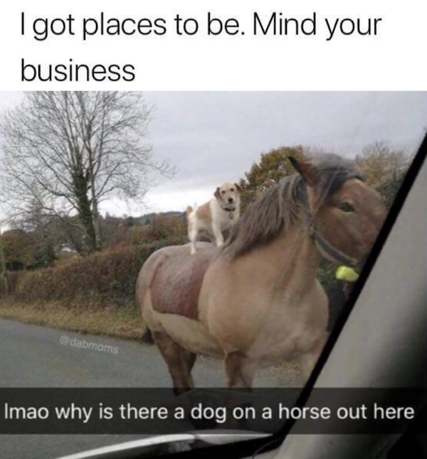 Mind-LESS Memes Best Stupid Funny Logic Photo Fun Friday Captions